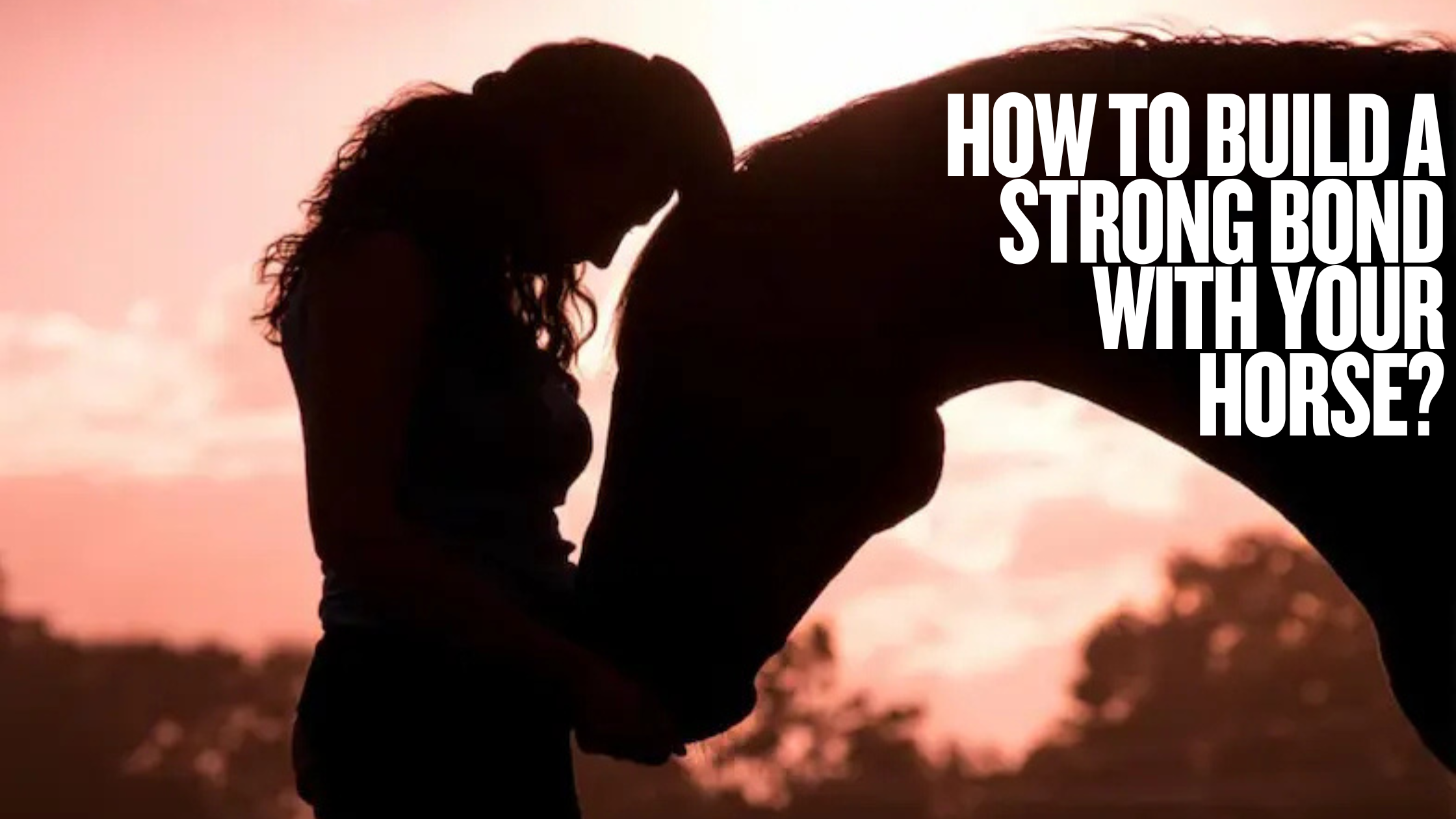 How to Build a Strong Bond with Your Horse? - Huntley Equestrian ...