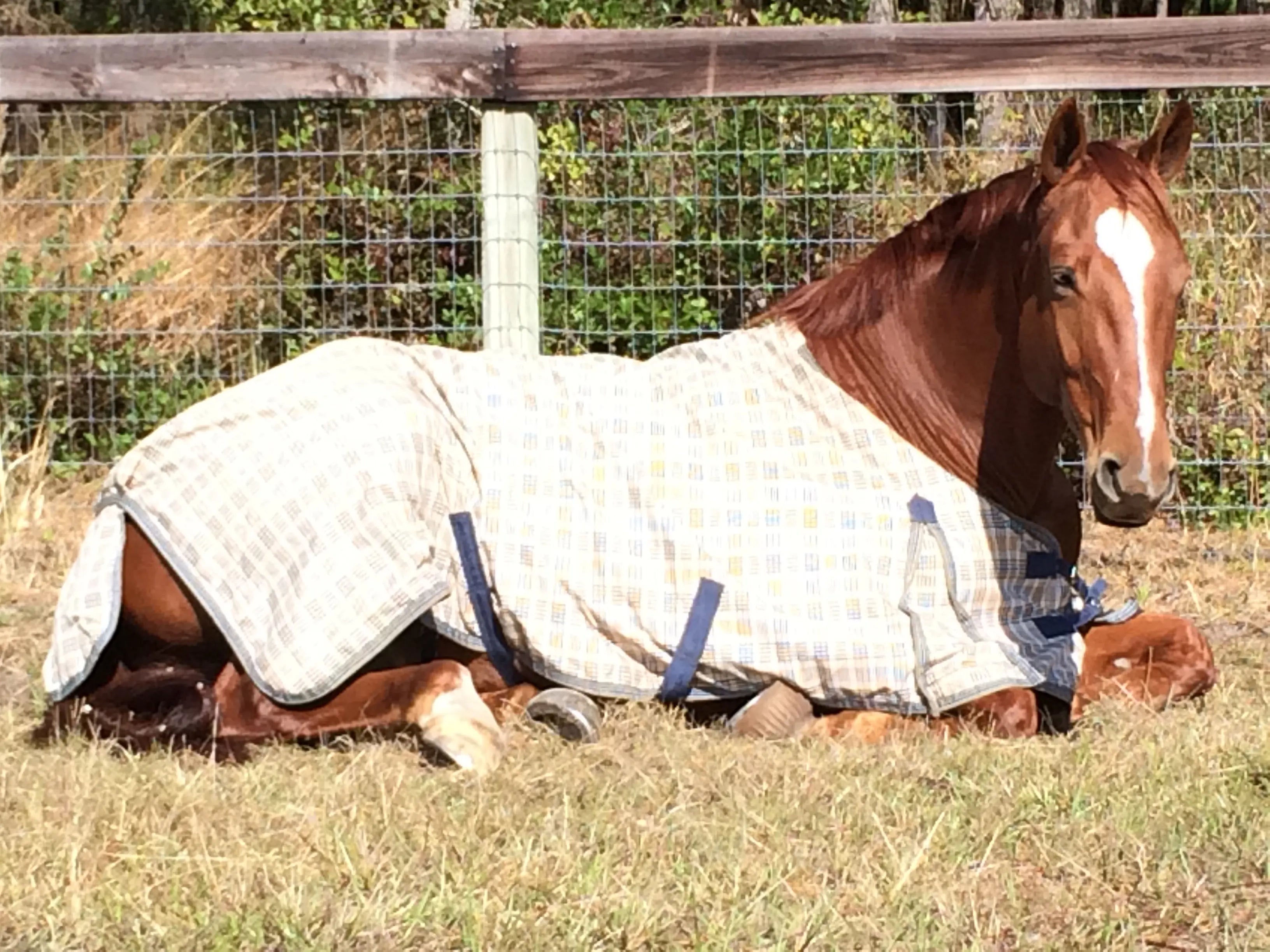 Preparing for Fall Horse Blanket Season: A Guide for Equestrians ...