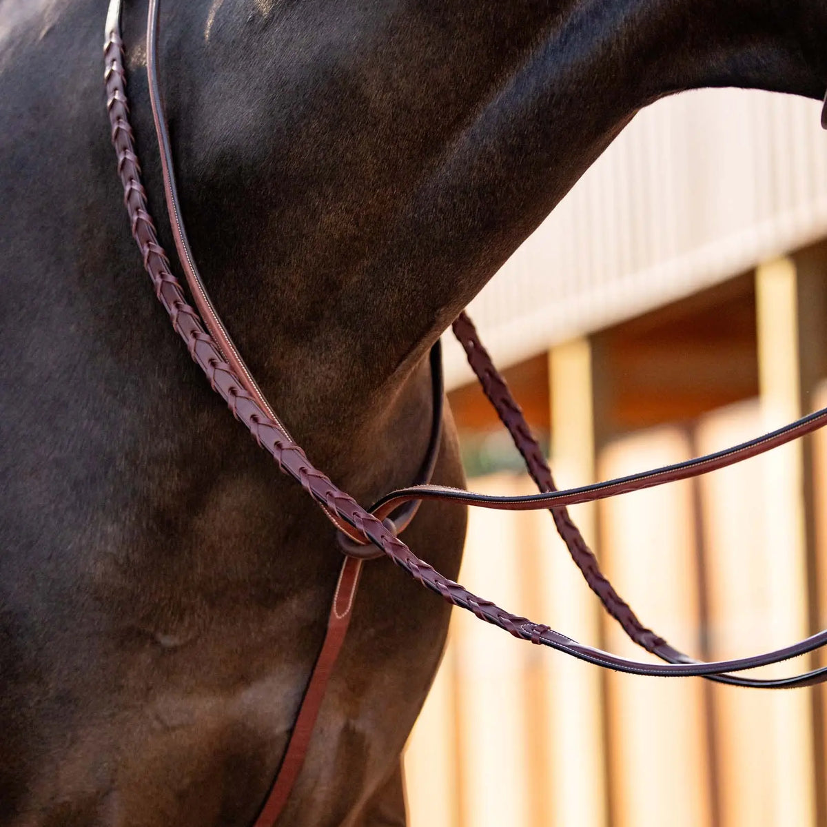 Equestrian Schooling Standing Martingale, Italian Leather - – Huntley ...