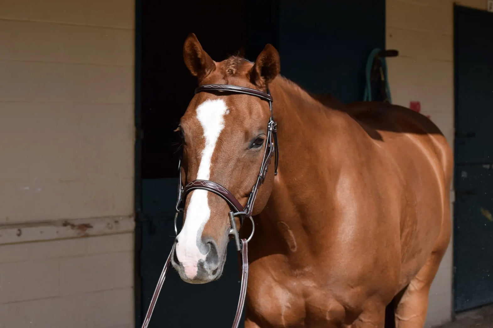 Bridles - Huntley Equestrian – Huntley Equestrian